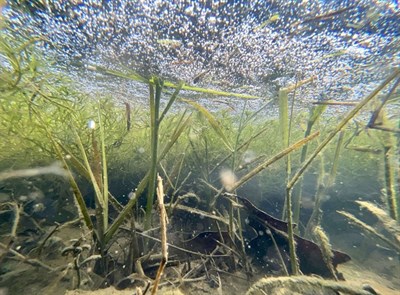 Vital Vernal Pools (2024-03-16) | VisitMaryland.org