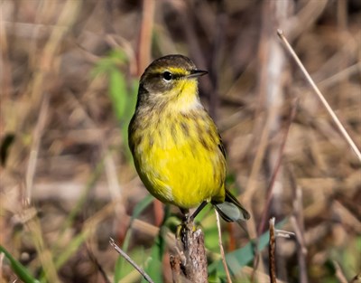 Maximizing the magic of Merlin Bird ID (2025-04-05) | VisitMaryland.org