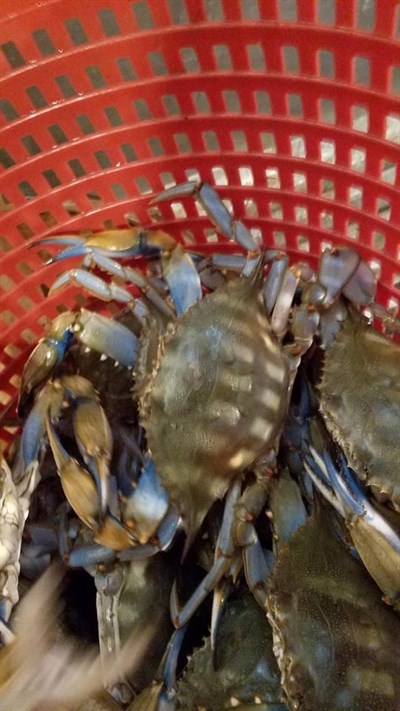 Bob Evans Seafood | VisitMaryland.org