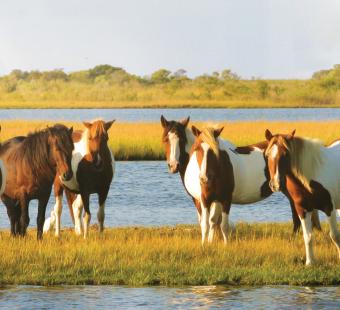 10 Places to Go Horseback Riding | VisitMaryland.org