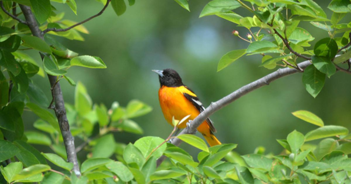 Top Maryland Birds: Discover the Avian Wonders | VisitMaryland.org